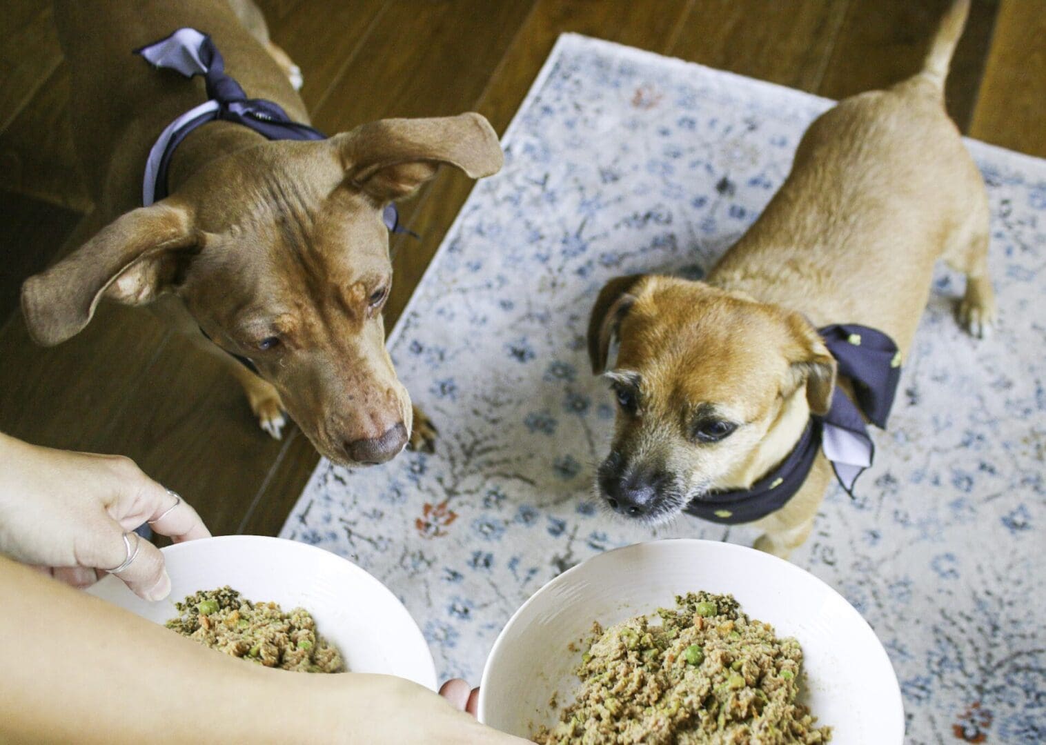 GIVEAWAY: Win a Dog-Friendly Hotel X Staycation for a VIP [Very ...