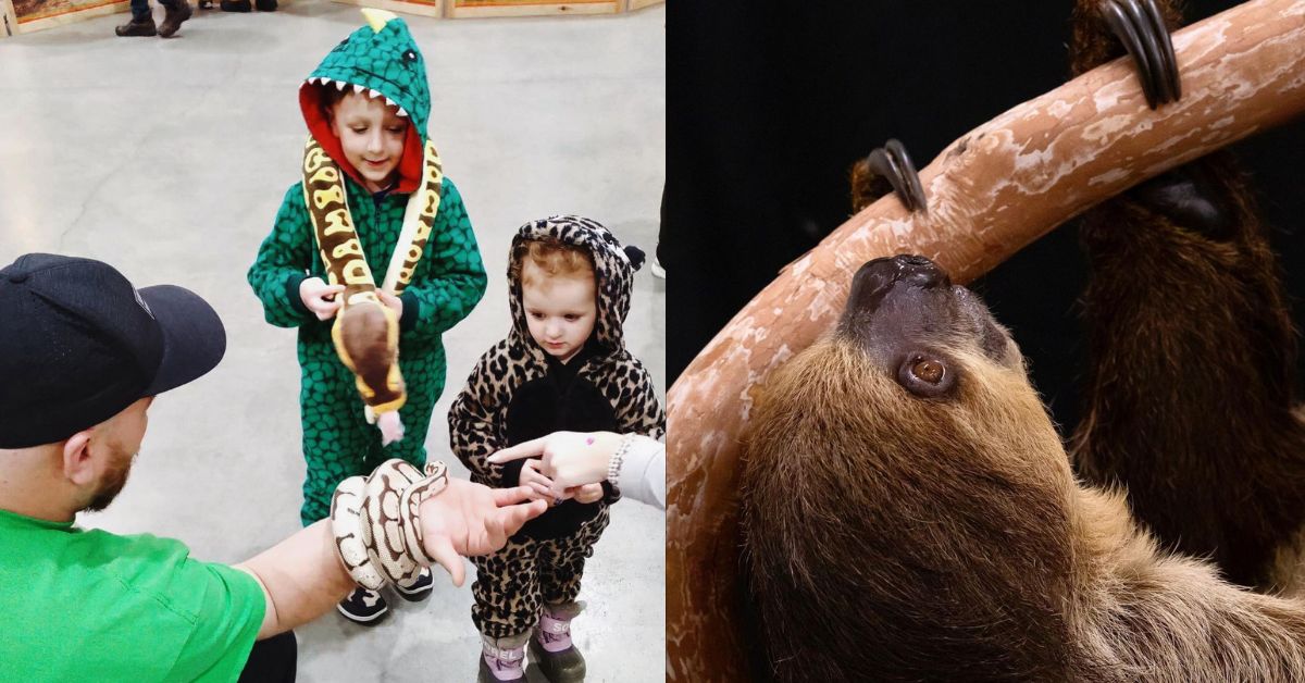 See Your Favourite Animals at the Wildlife Festival in Calgary This ...
